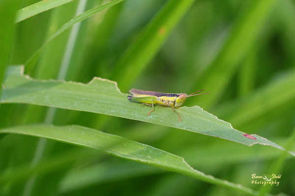 Rice Grasshopper | Project Noah