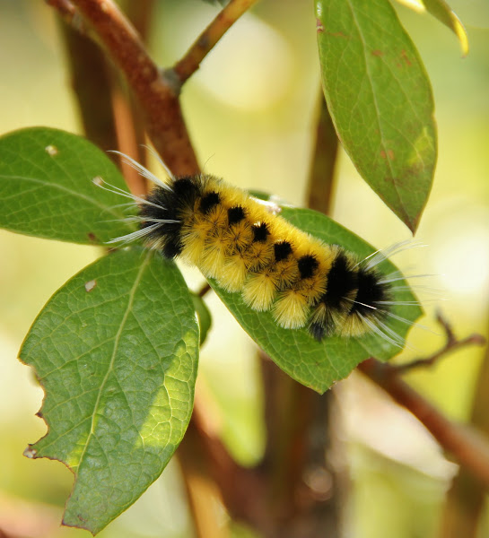 Hickory tussock moth caterpillars | Project Noah