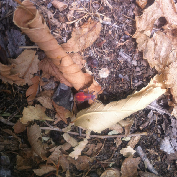 Boxelder Bug/ Maple Bug | Project Noah