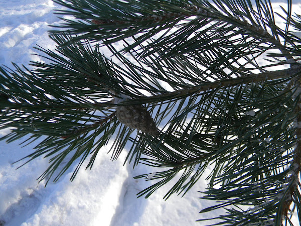 Austrian Pine | Project Noah