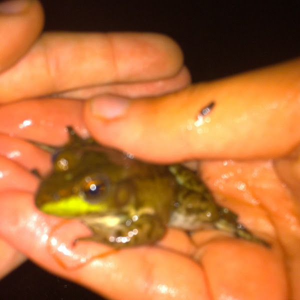 Green frog | Project Noah