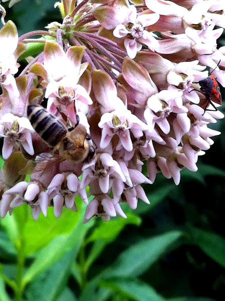 Honey Bee | Project Noah