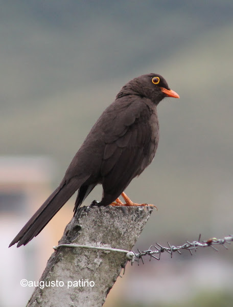 Mirla patinaranja - Great Thrush | Project Noah