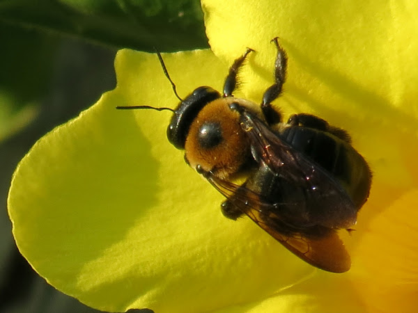 Carpenter bee | Project Noah