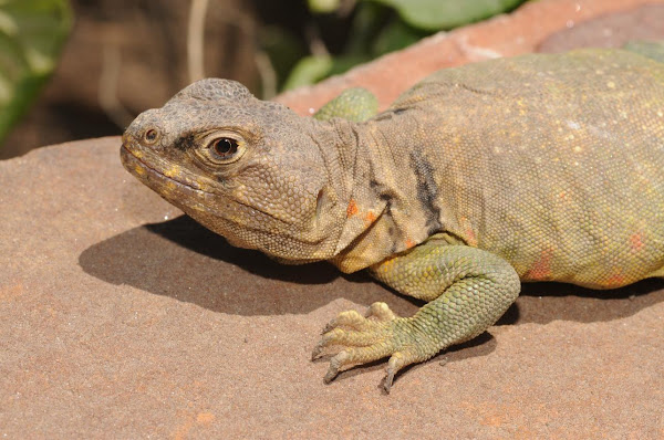 Eastern collared lizard (female) | Project Noah