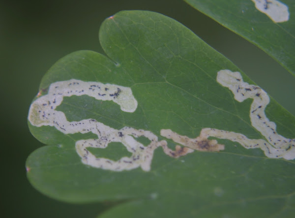 Columbine Leaf Miner | Project Noah