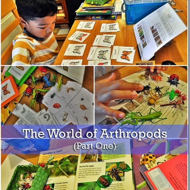 The World of Arthropods for Kids (Part One) | The Pinay Homeschooler