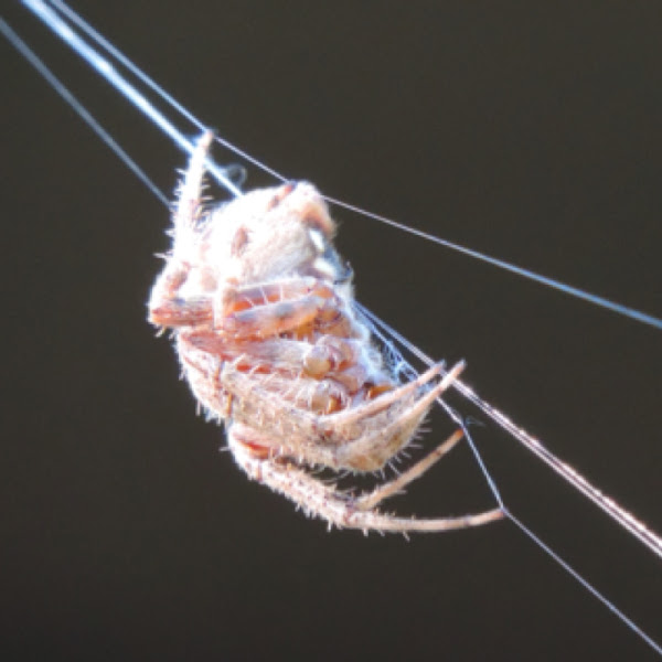 Spotted Orbweaver | Project Noah