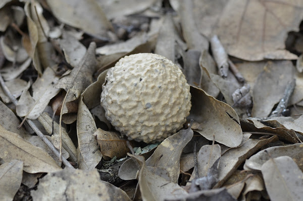 Oak gall | Project Noah