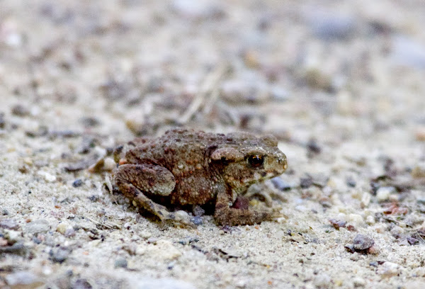 Common toad | Project Noah