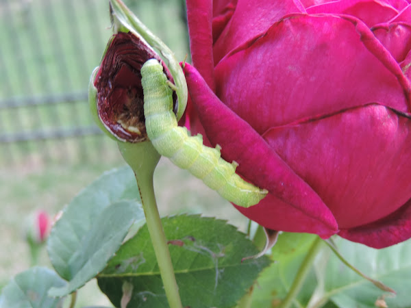 Copper Underwing Caterpillar | Project Noah