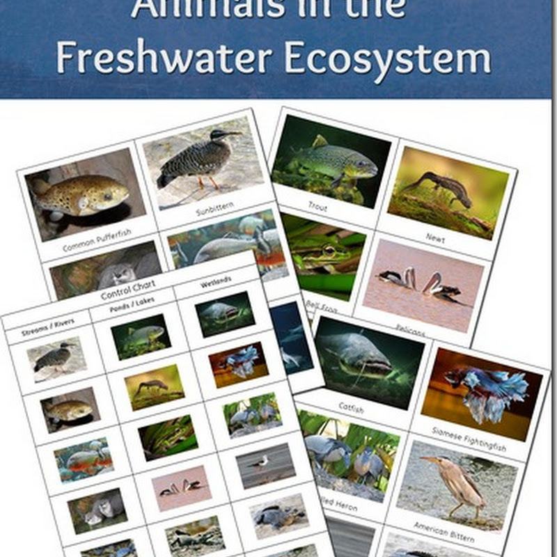 Animals in the Freshwater Ecosystem | The Pinay Homeschooler
