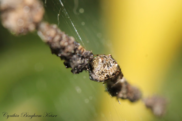 Trashline Orbweaver | Project Noah