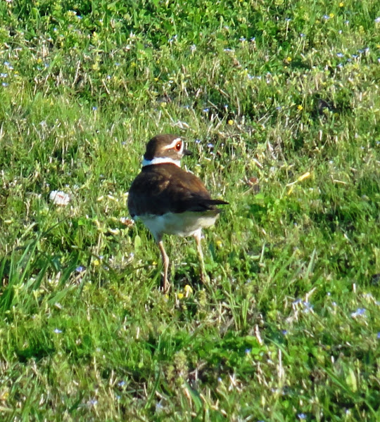 Killdeer | Project Noah