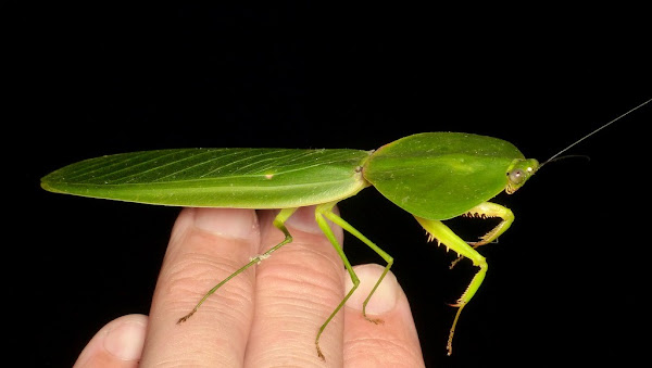 Shield Mantis | Project Noah