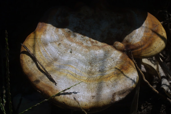 Unknown Polypore | Project Noah