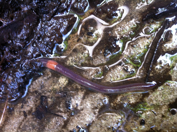 Earthworm | Project Noah