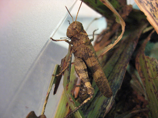 Carolina grasshopper | Project Noah