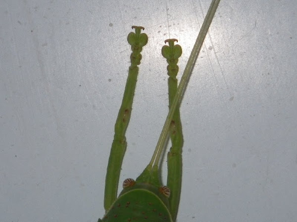 True Leaf Katydid | Project Noah