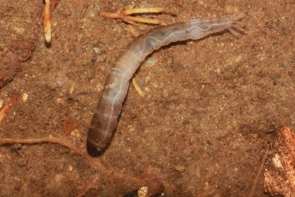 Crane Fly larva | Project Noah