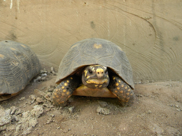 morrocoy - red-footed tortoise | Project Noah