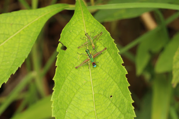 Monkey Grasshopper | Project Noah