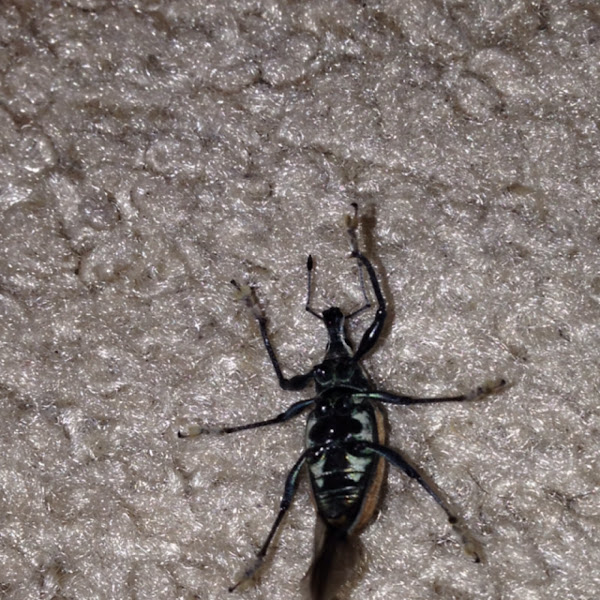 Diaprepes Root Weevil | Project Noah