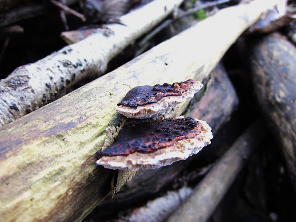 Blushing Bracket | Project Noah