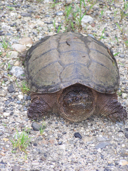Snapping Turtle | Project Noah