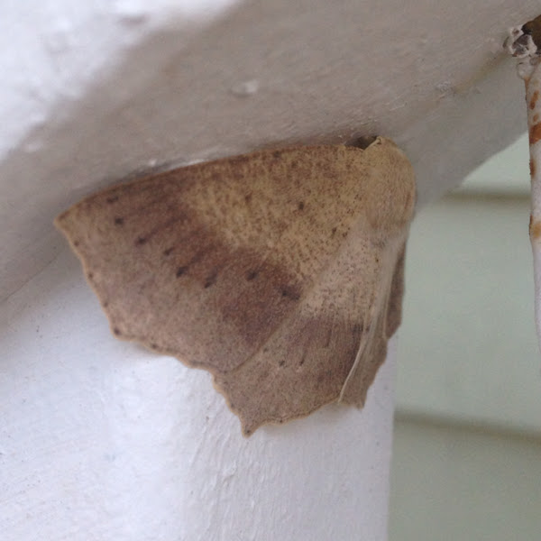 Omnivorous Looper | Project Noah