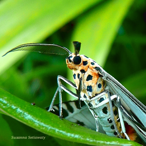 Marbled White Moth | Project Noah