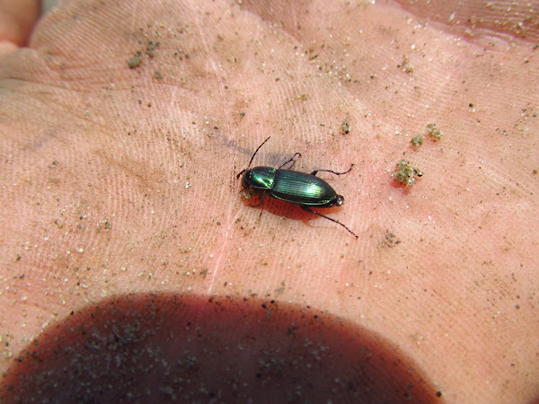 Metallic Green Ground Beetle | Project Noah