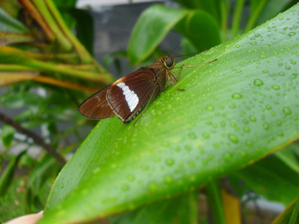 Evadnes Skipper | Project Noah