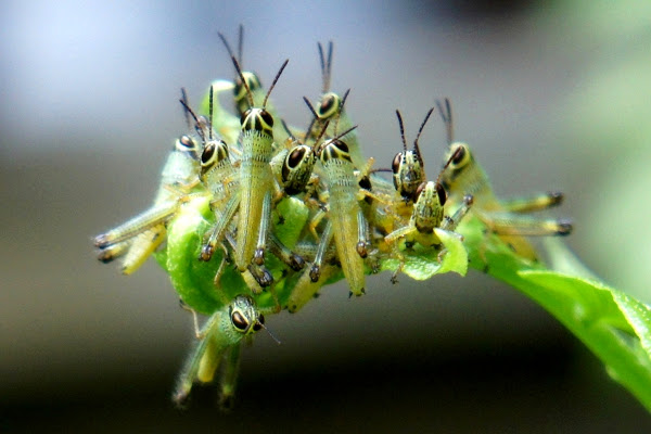 Grasshopper nymph | Project Noah