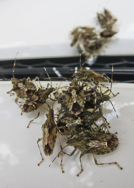 Golden Brown Shield Bugs | Project Noah