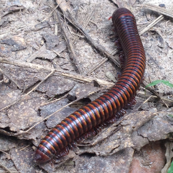 Millipede | Project Noah