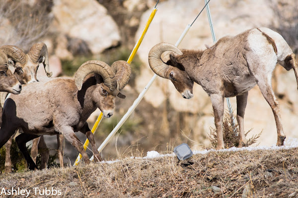 Bighorn Sheep | Project Noah
