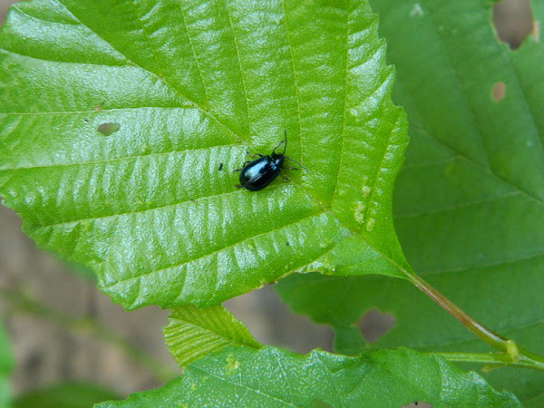 Alder leaf beetle | Project Noah