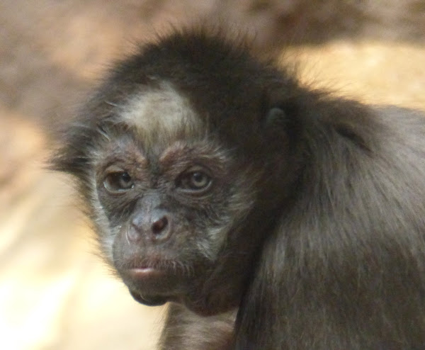 Spider Monkey | Project Noah