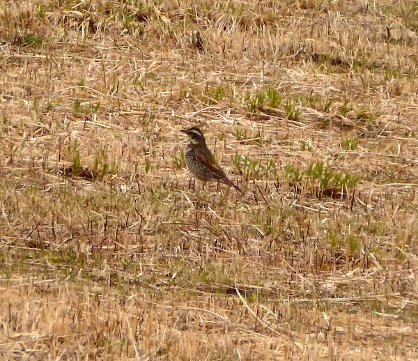 Dusky Thrush | Project Noah