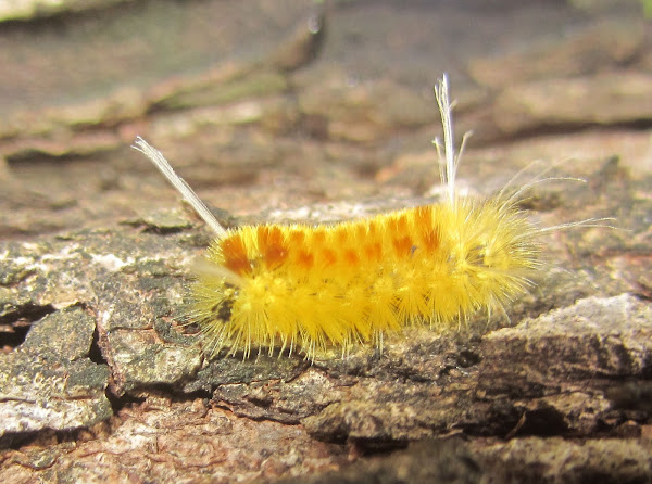 Tiger Moth Caterpillar | Project Noah