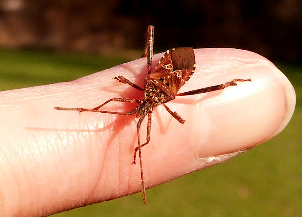 Western Conifer Seed Bug | Project Noah