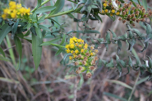 Salt marsh goldenrod | Project Noah