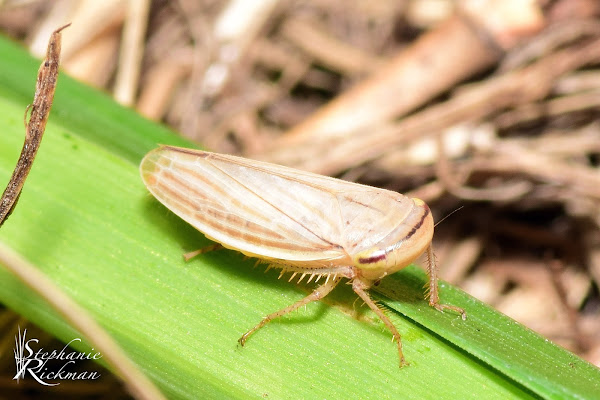 Leafhopper | Project Noah