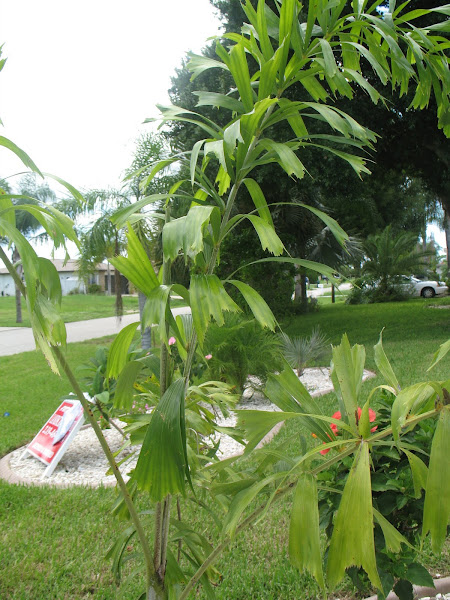 Foxtail Palm | Project Noah