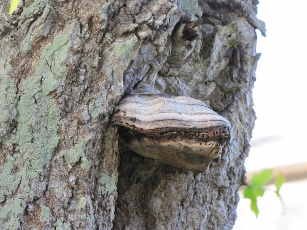 Polypore | Project Noah