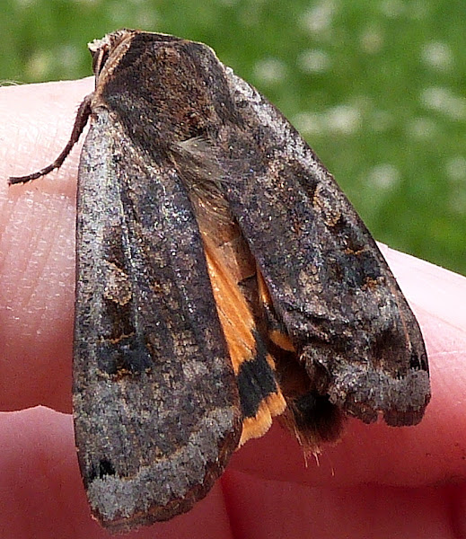 Large Yellow Underwing Moth | Project Noah