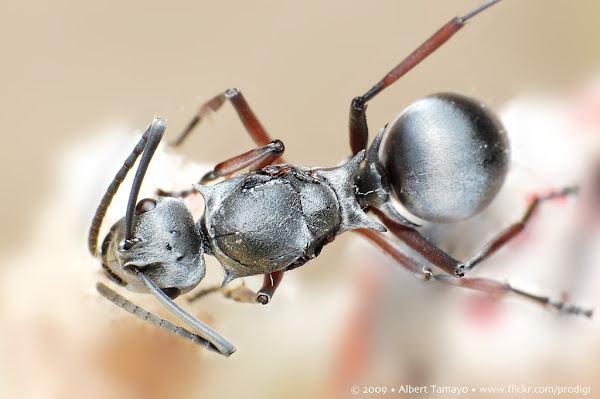 Silver Spiny Ant Queen | Project Noah