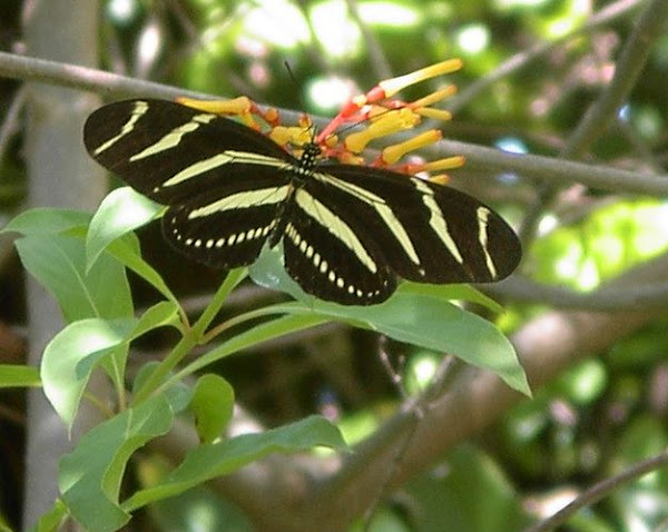 Zebra Longwing | Project Noah