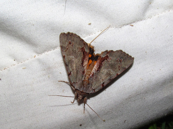 Woody Underwing | Project Noah